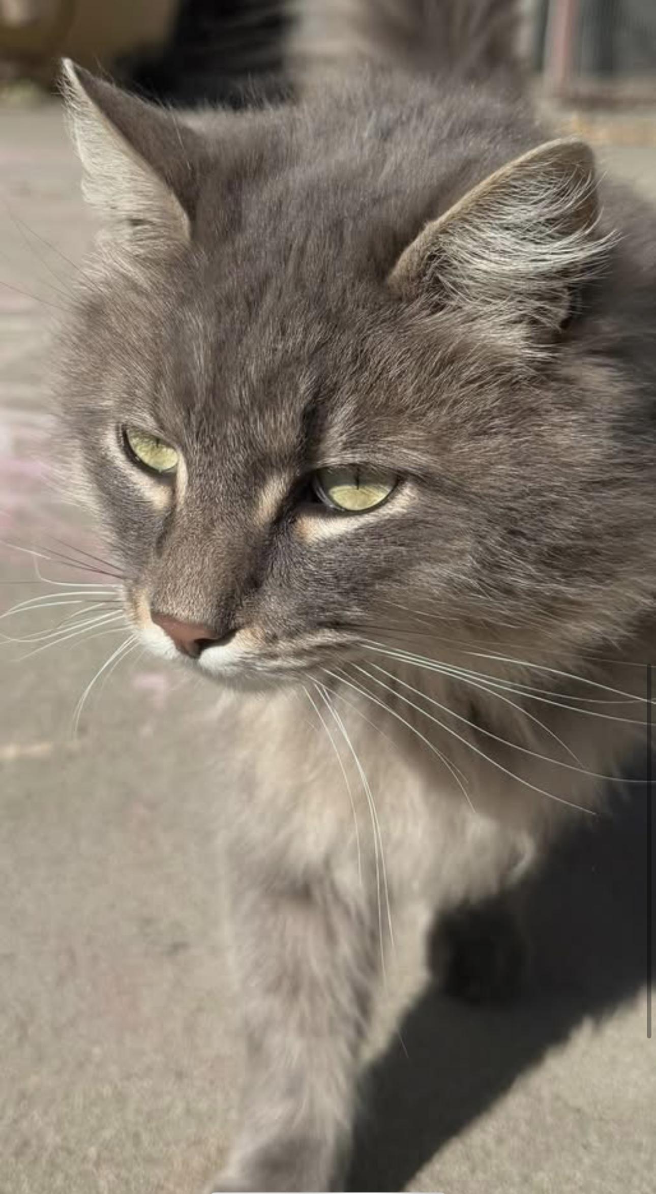 Cat for adoption - Psilo (bonded to Ellie), a Domestic Medium Hair & Maine Coon Mix in Los ...