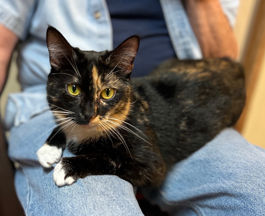 Cat for adoption - Marble, a Calico in Palmyra, VA | Petfinder