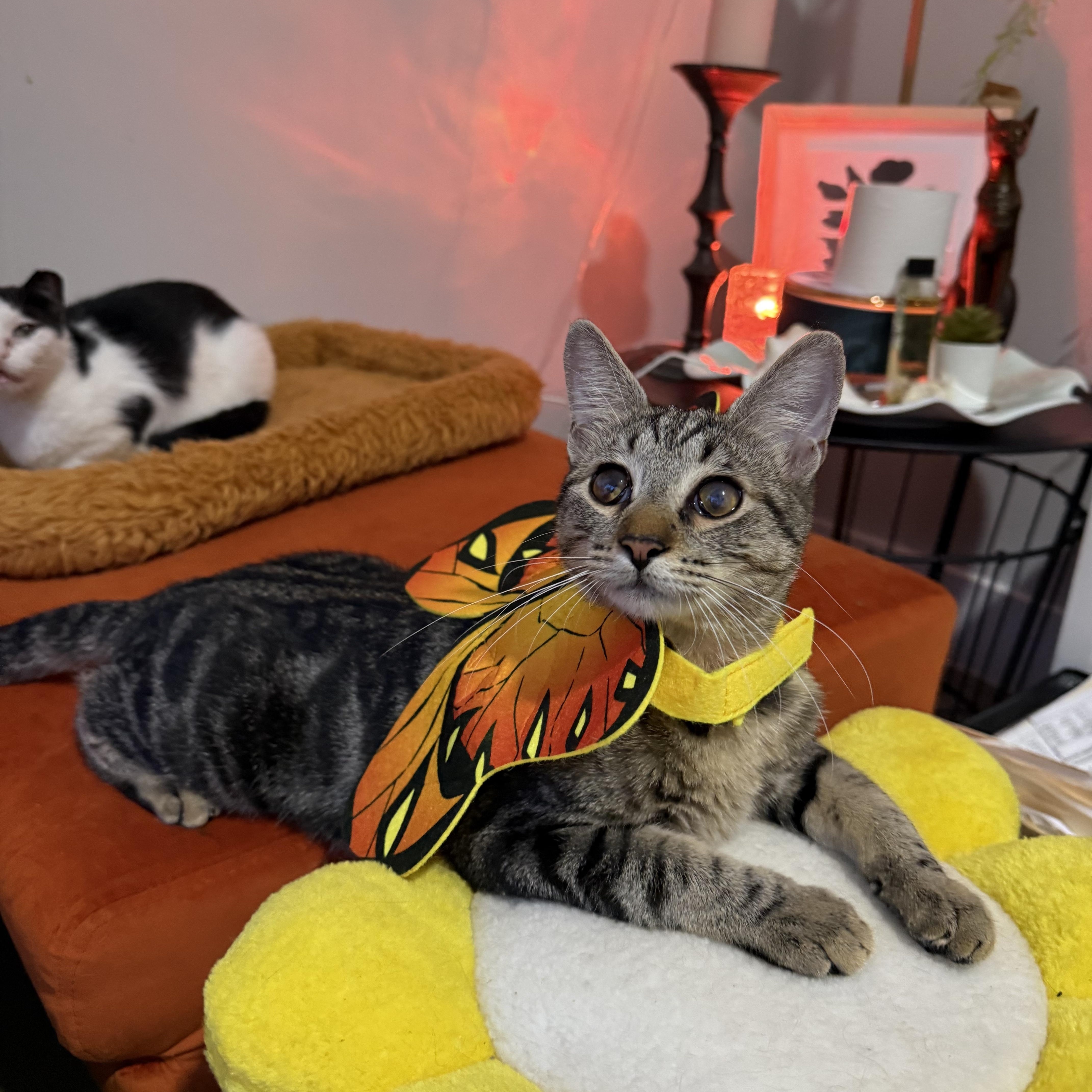 Cat for adoption - Foggy, a Domestic Short Hair in Hartford, CT | Petfinder