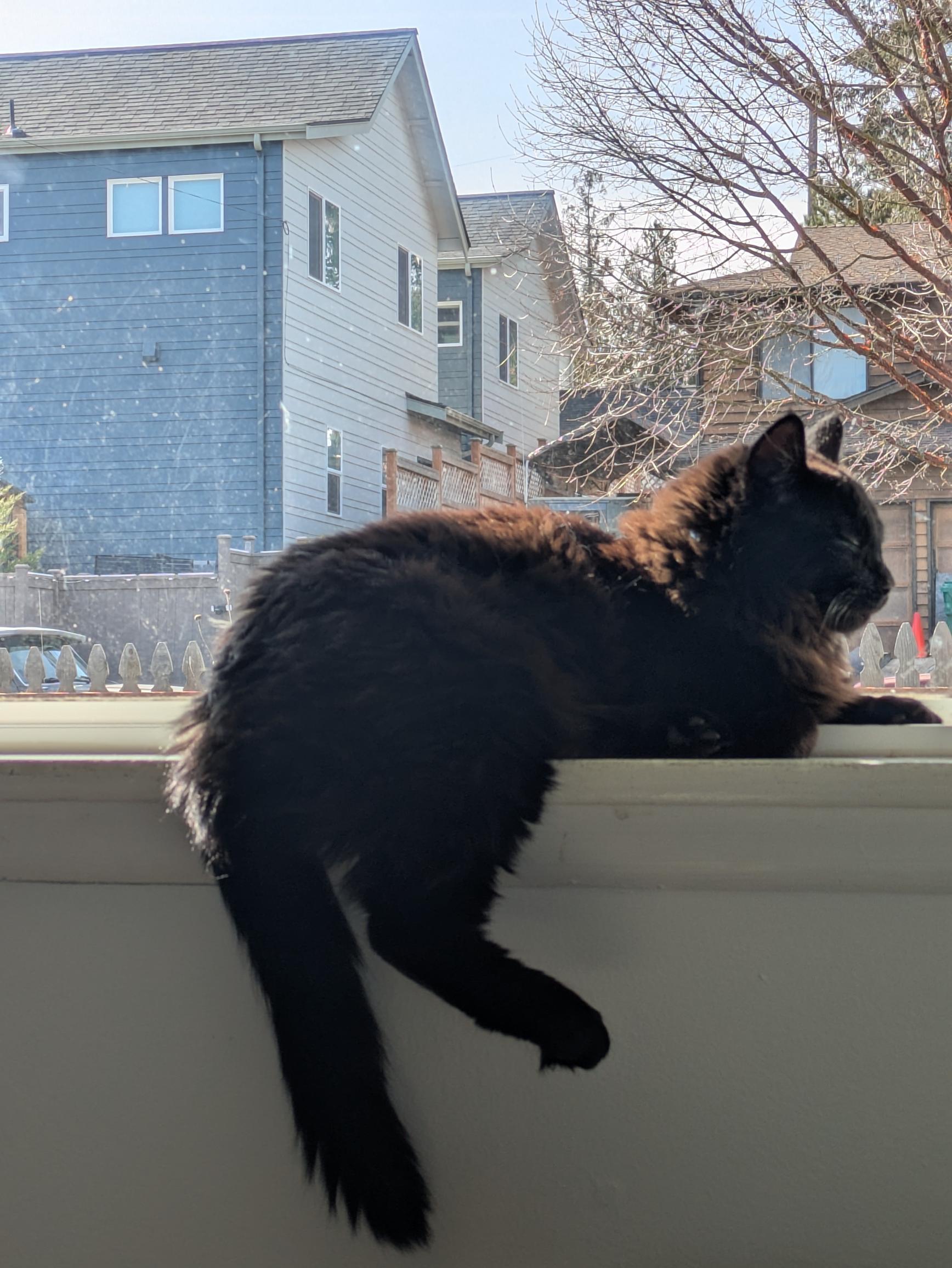 Cat for adoption - Prince Charming, a Domestic Medium Hair in Seattle ...