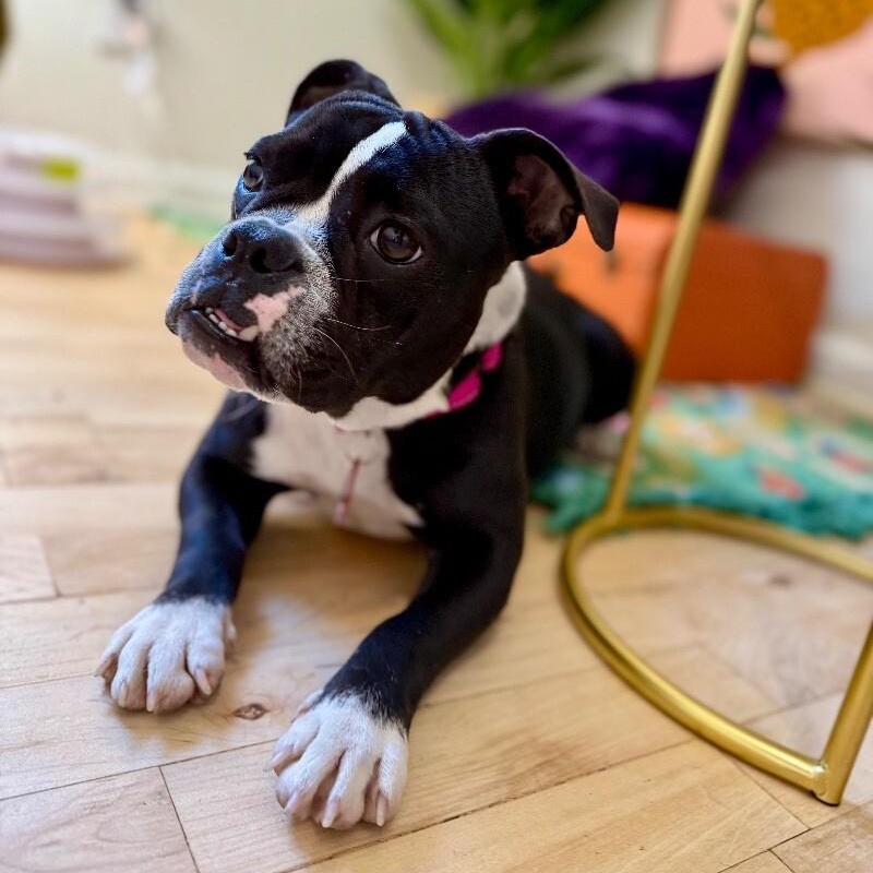 Dog for adoption - Junebug, a French Bulldog & American Bulldog Mix in ...