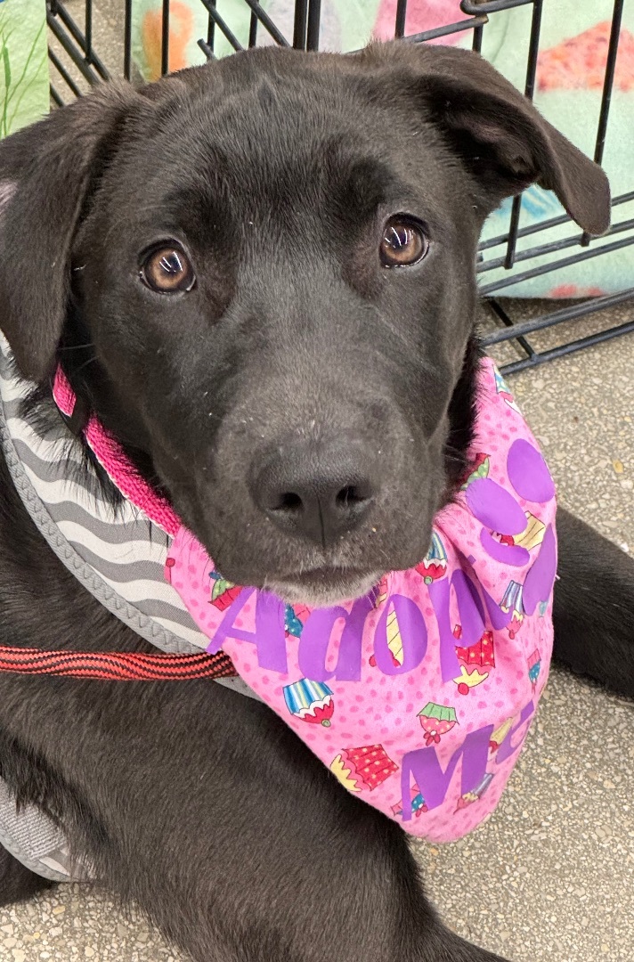 Dog for adoption - Joy, a Border Collie & Labrador Retriever Mix in ...