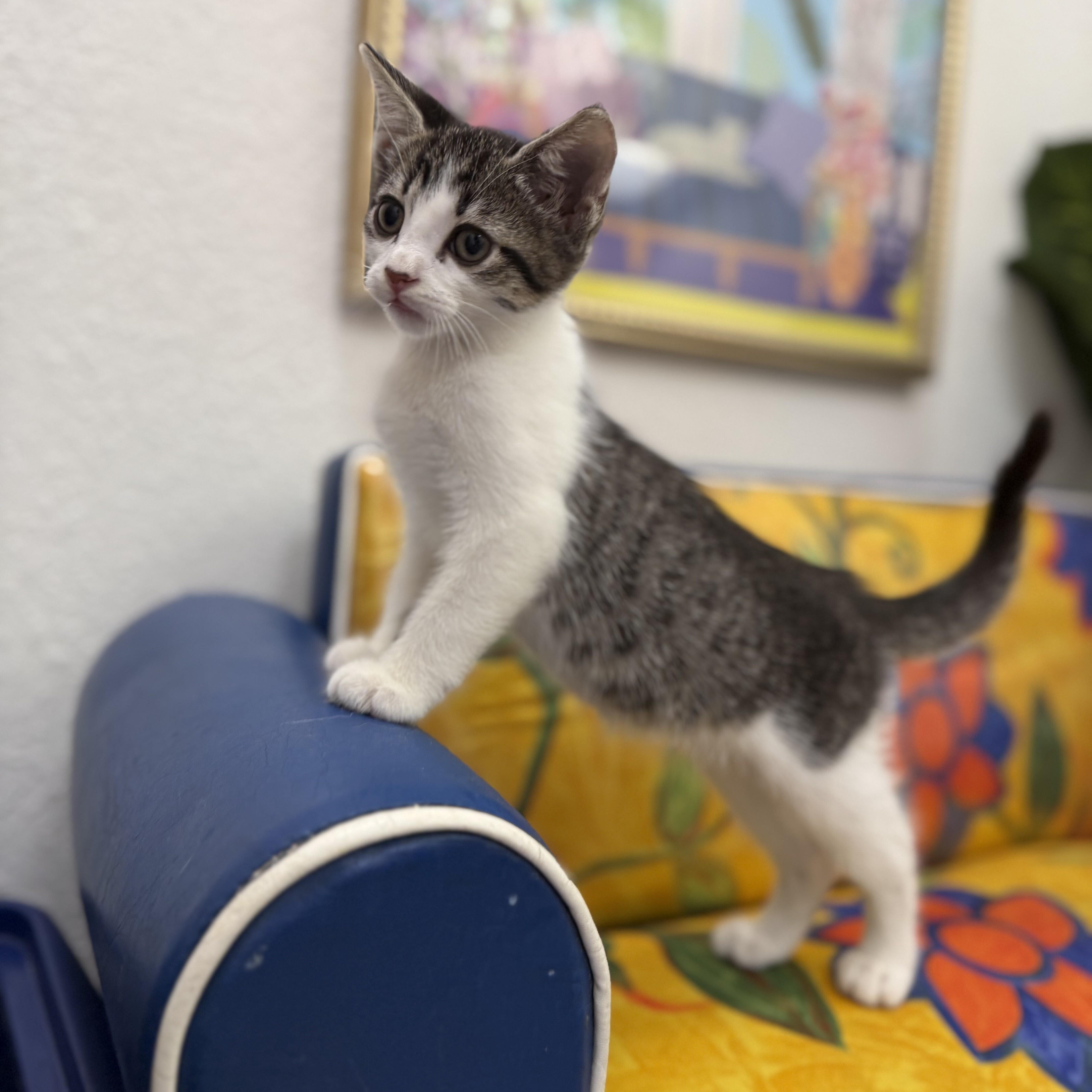Cat for adoption - Pepper Pasadena, a Domestic Short Hair in Syracuse ...