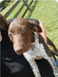 Dog for adoption - Elvis, a German Shorthaired Pointer & Australian ...