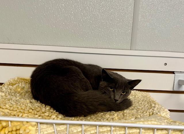 Cat for adoption - Lil Rascal, a Domestic Short Hair in Winter Haven ...