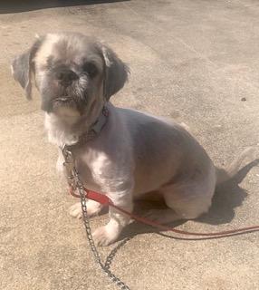 Carl - Adoptable Pet | Petfinder | Petfinder