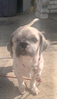 Carl - Adoptable Pet | Petfinder | Petfinder