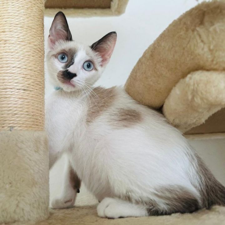 Cat for adoption - Lady Mew, a Siamese in Portland, OR | Petfinder