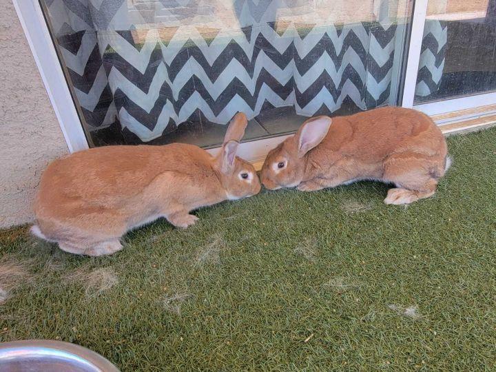 Rabbit for adoption - Aloo & Gobi, a Flemish Giant in Los Angeles, CA ...