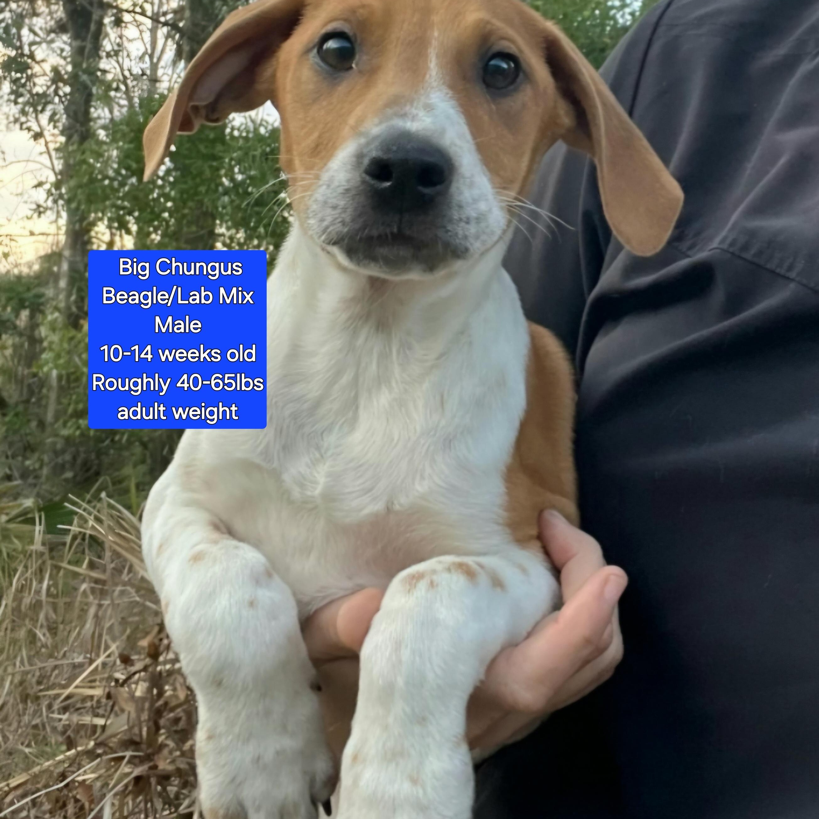 Dog for adoption - Big Chungus, a Beagle & Labrador Retriever Mix in ...