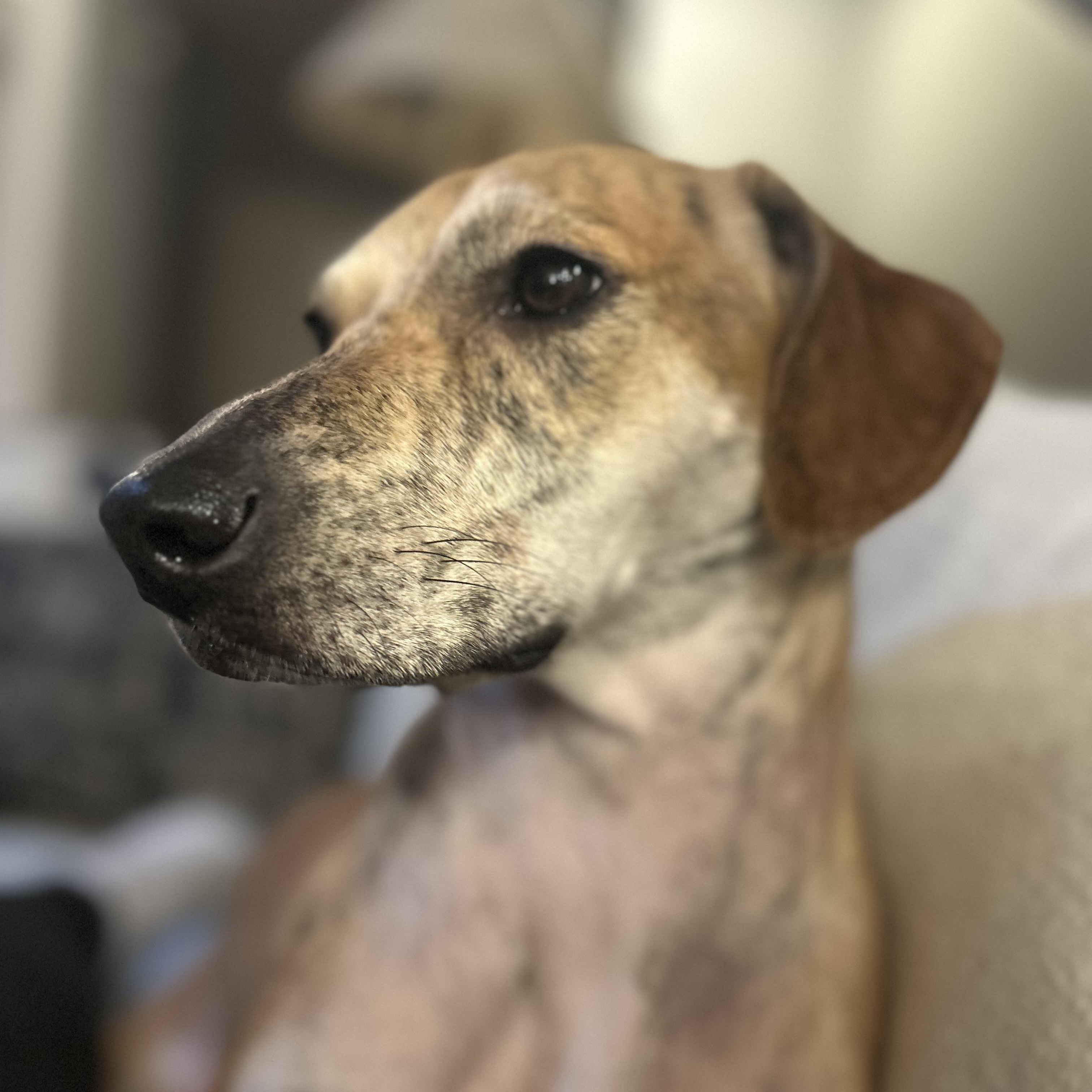 Dog for adoption - Sadie - LOCAL IN OREGON, a Labrador Retriever ...