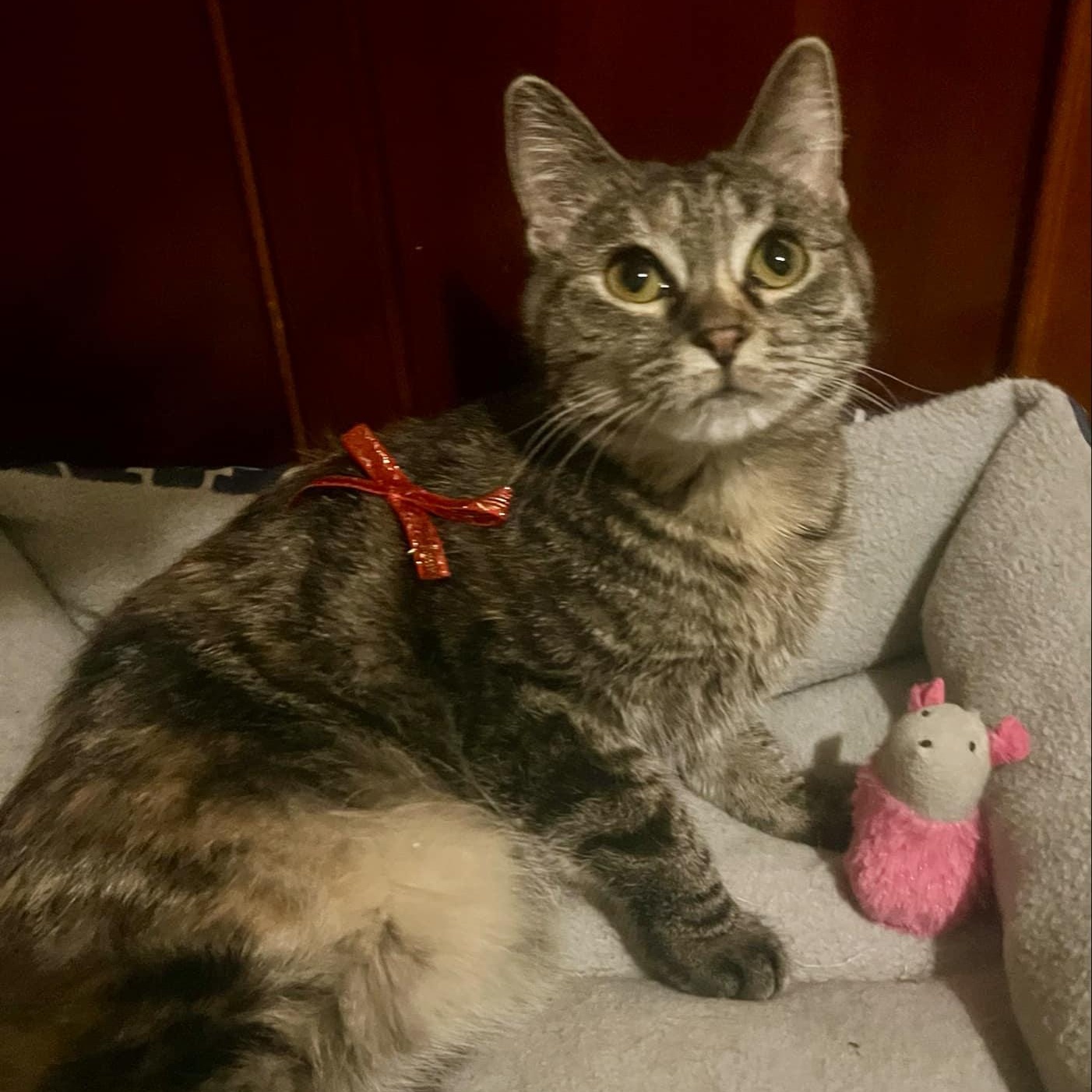 Cat for adoption - Krissy Kay *** Talkative & Super Friendly ***, a ...