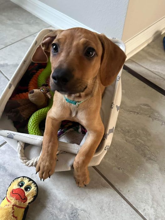 Florida Dog Adoptions | Dogs for Adoption in FL