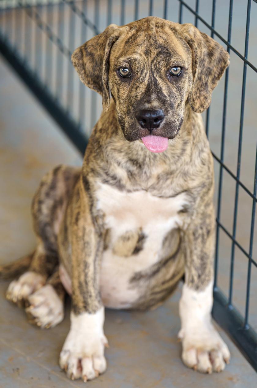 Dog for adoption - Gustave, a Boxer & Anatolian Shepherd Mix in Marble ...