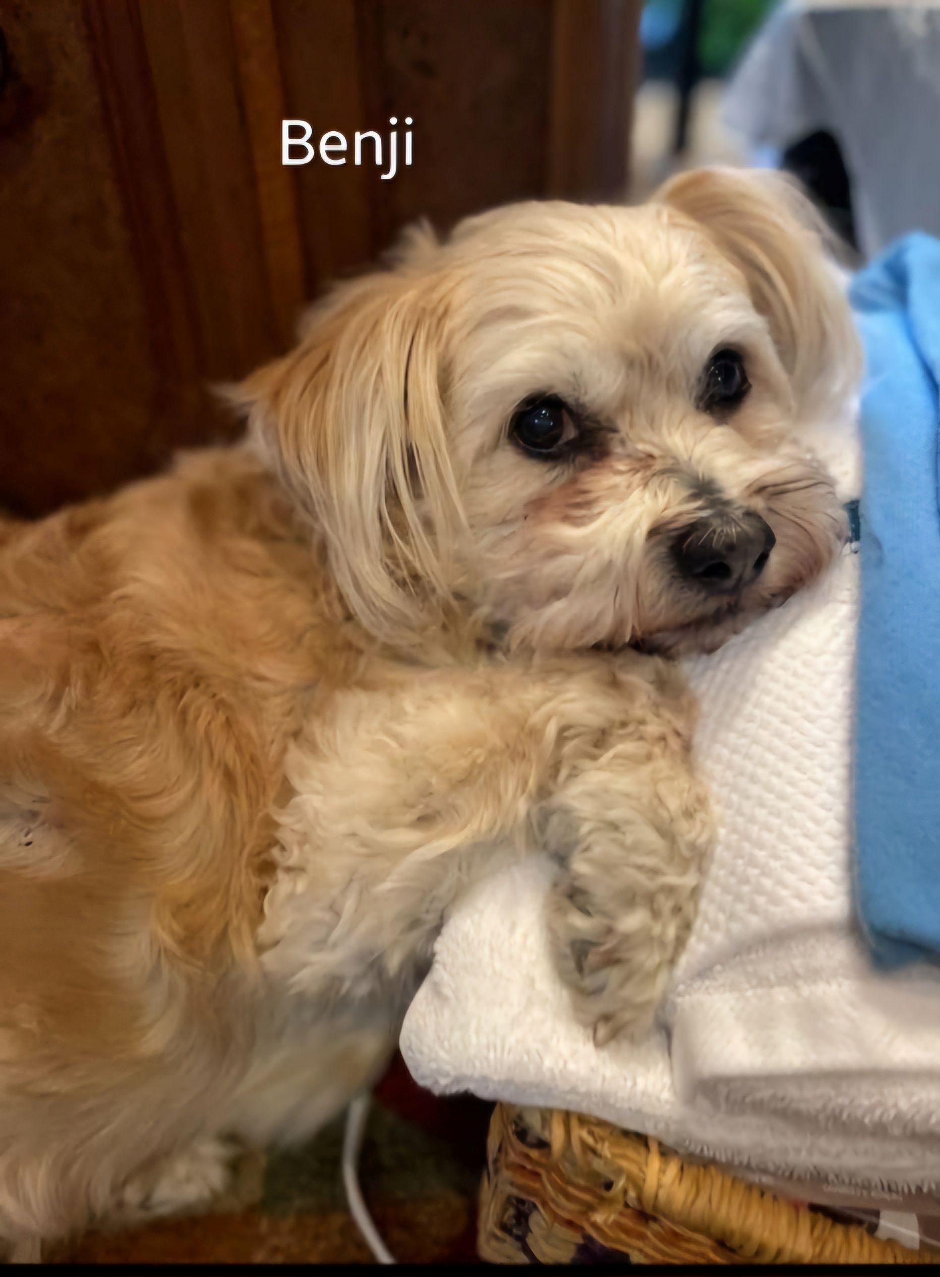 Dog for adoption - Benji, a Shih Tzu Mix in Warren, RI | Petfinder