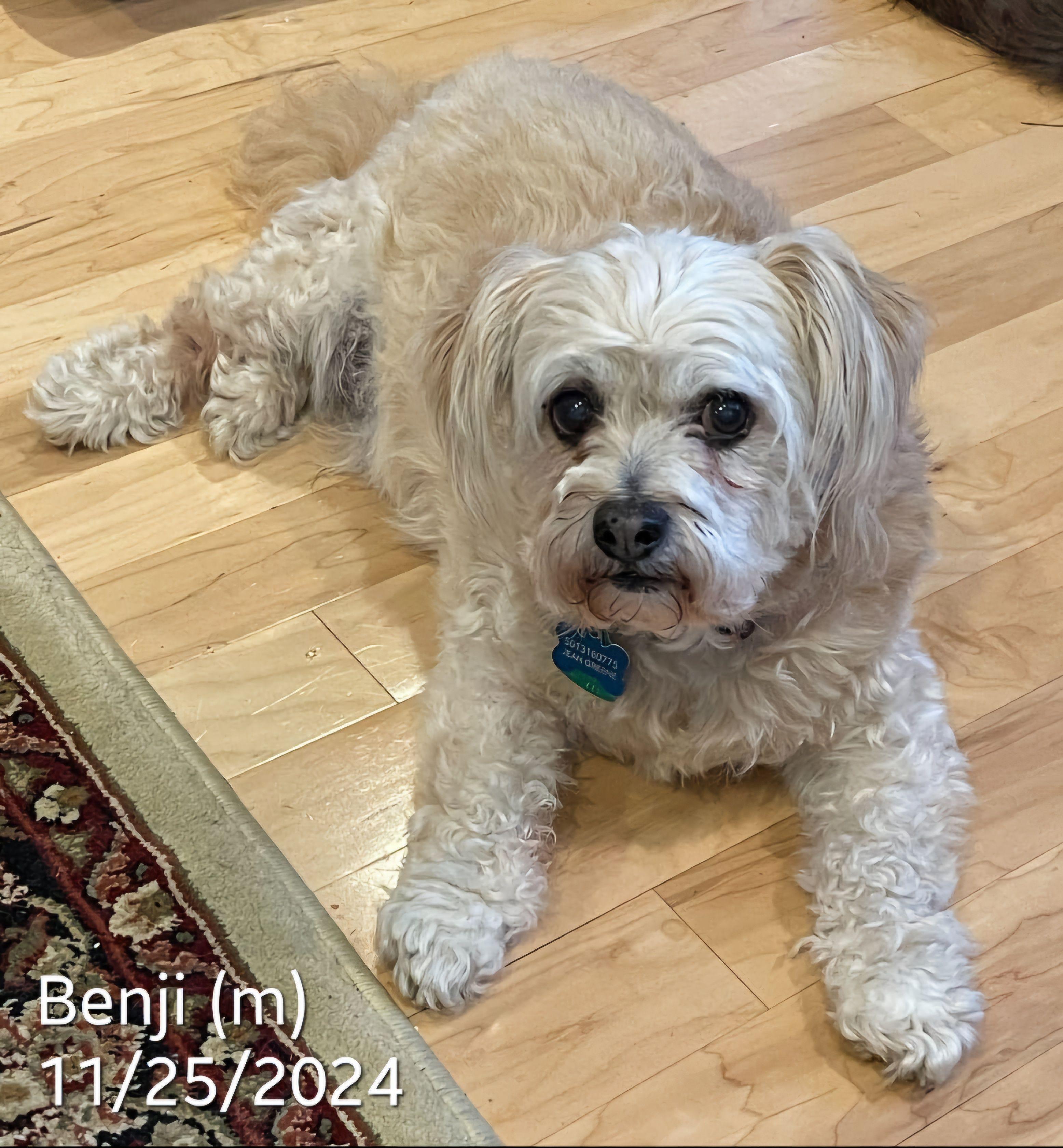 Dog for adoption - Benji, a Shih Tzu Mix in Warren, RI | Petfinder