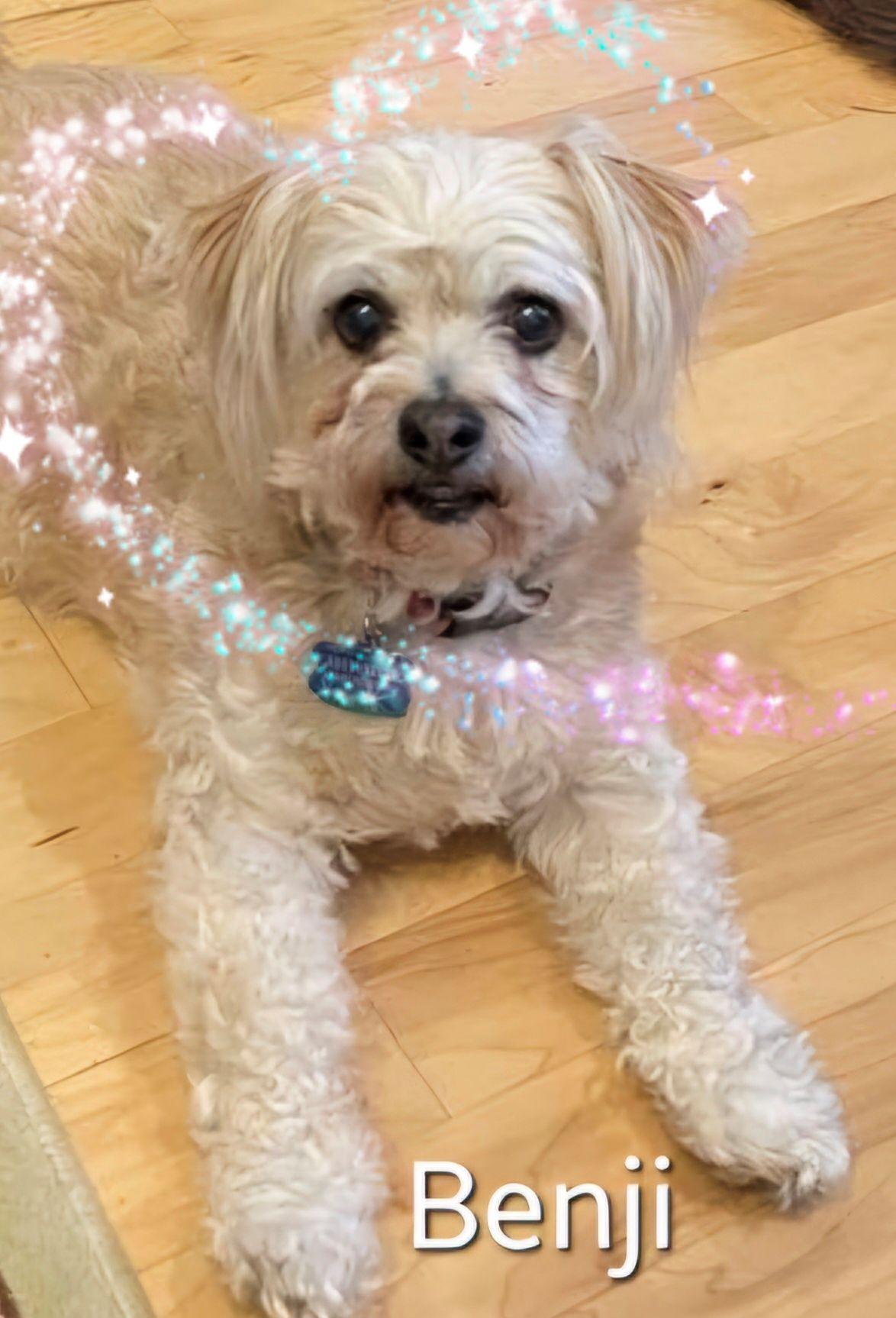 Dog for adoption - Benji, a Shih Tzu Mix in Warren, RI | Petfinder