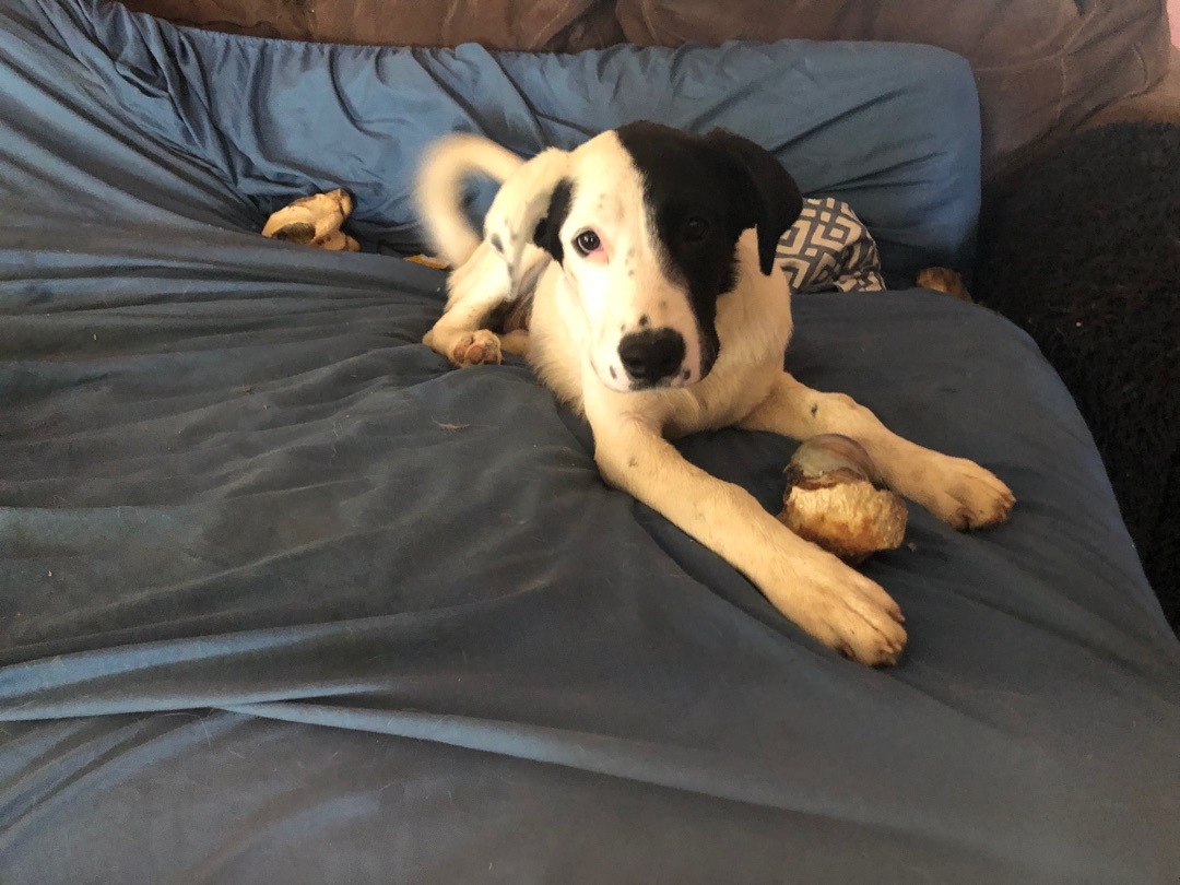 Dog for adoption - Annie, a Border Collie & Beagle Mix in Haslet, TX ...