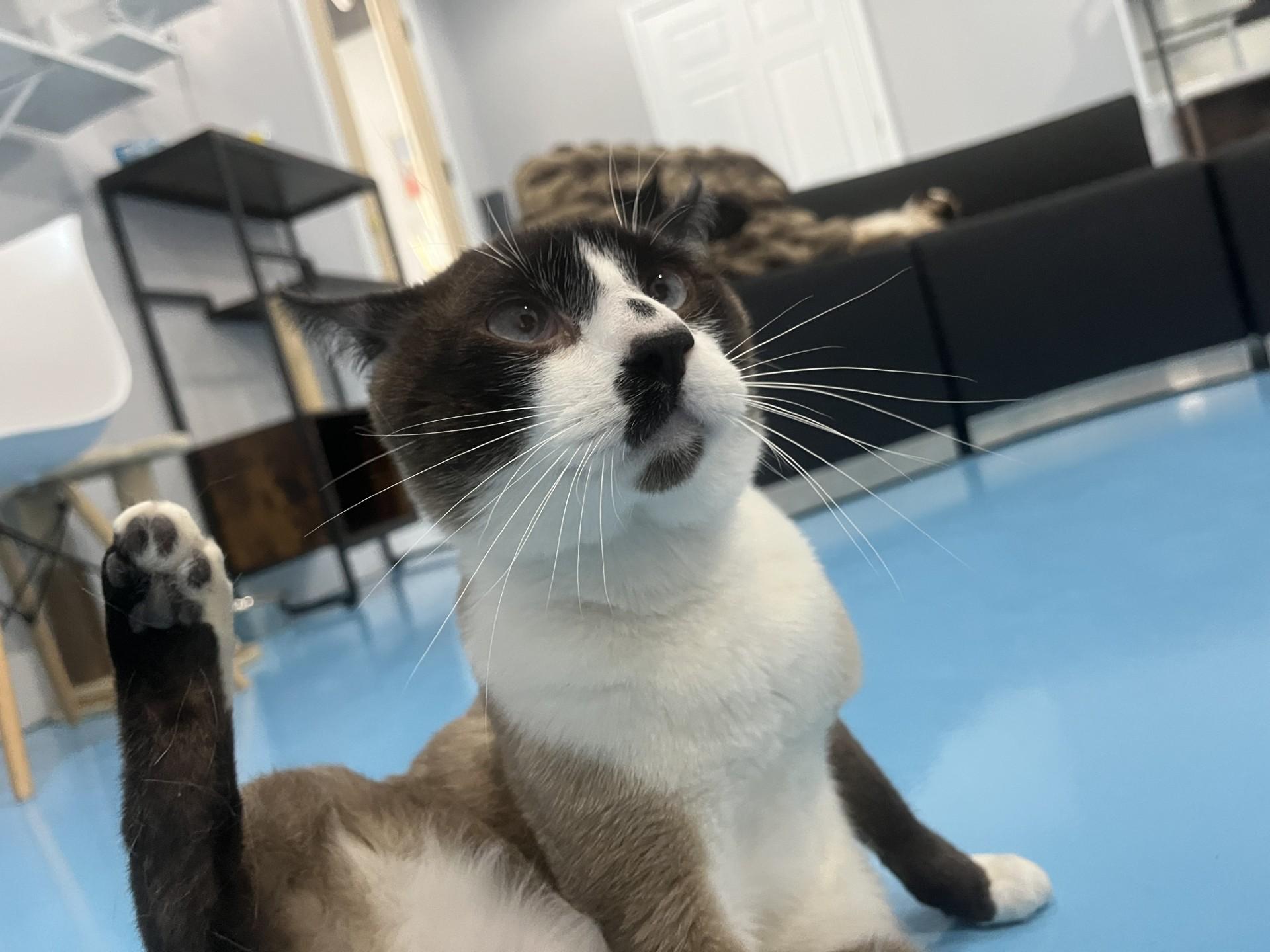 Cat for adoption - Mocho, a Snowshoe in DENVER, CO | Petfinder