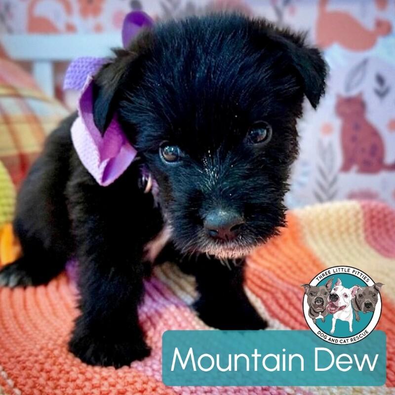 Dog for adoption - Mountain Dew Soda, a Labrador Retriever & Chihuahua ...