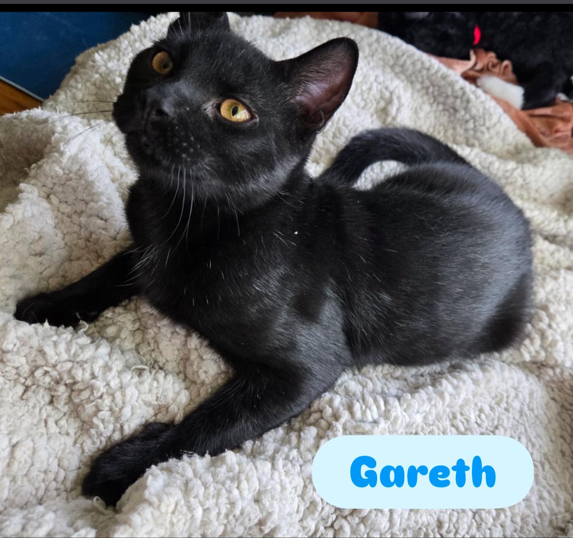 Cat for adoption - Gywn , Groth & Gareth ( loving & snuggly), an ...