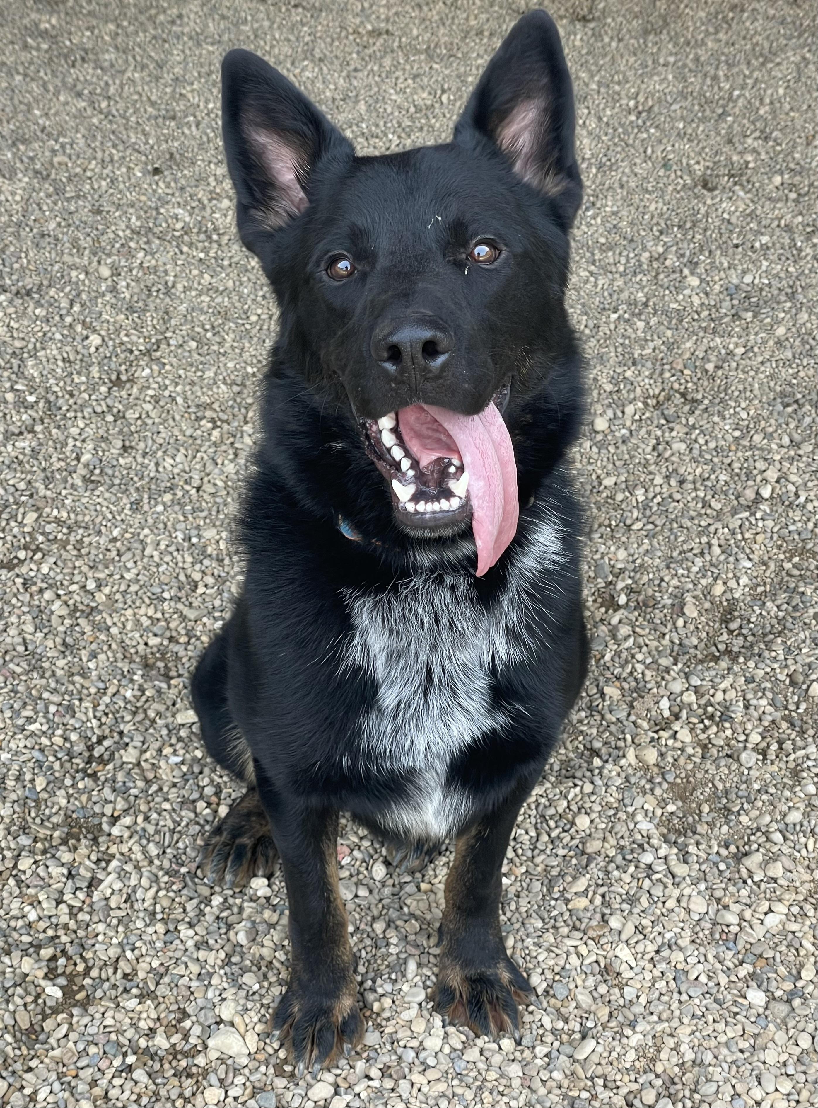 Available Dogs - The A.R.K - Animal Recycling Kennel