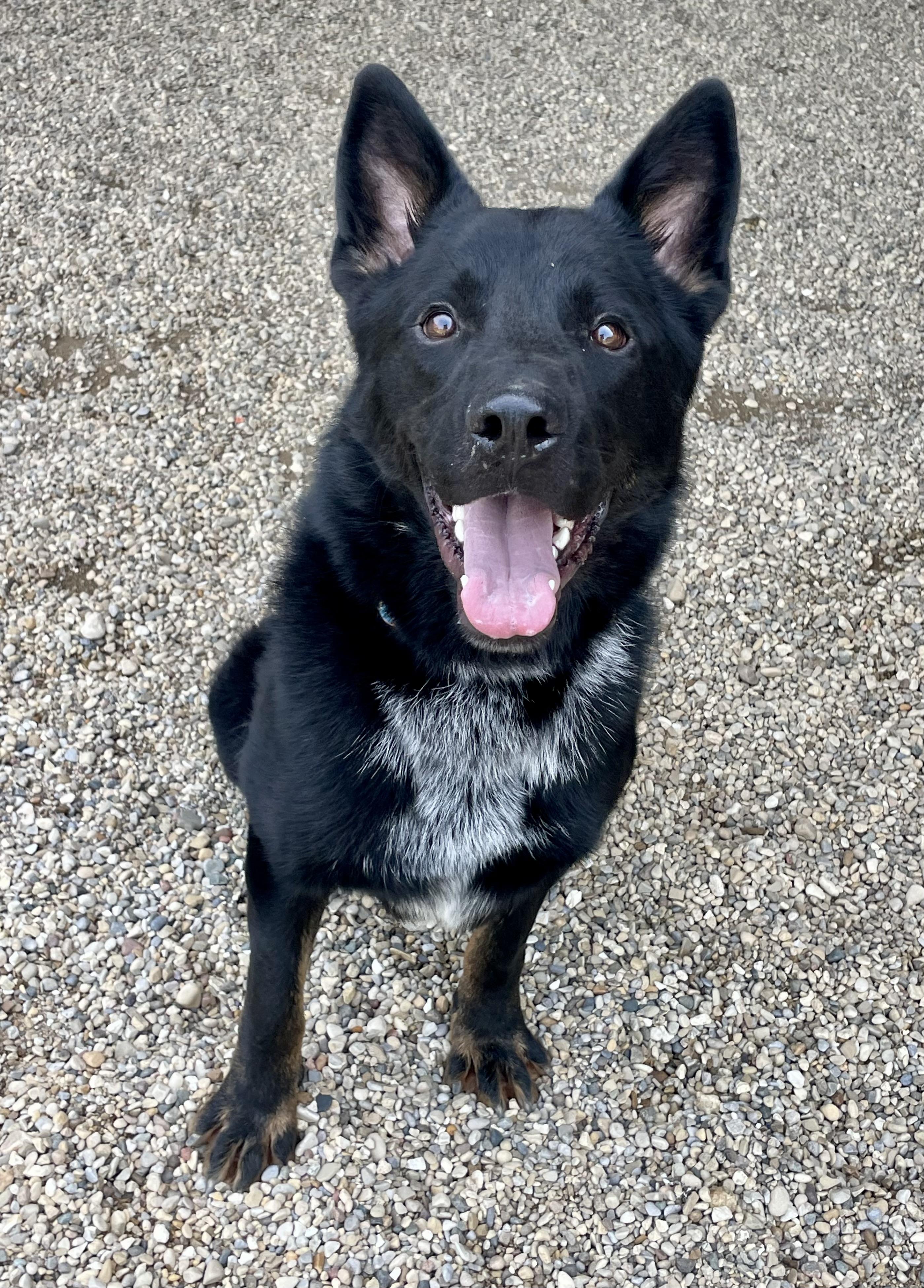 Available Dogs - The A.R.K - Animal Recycling Kennel