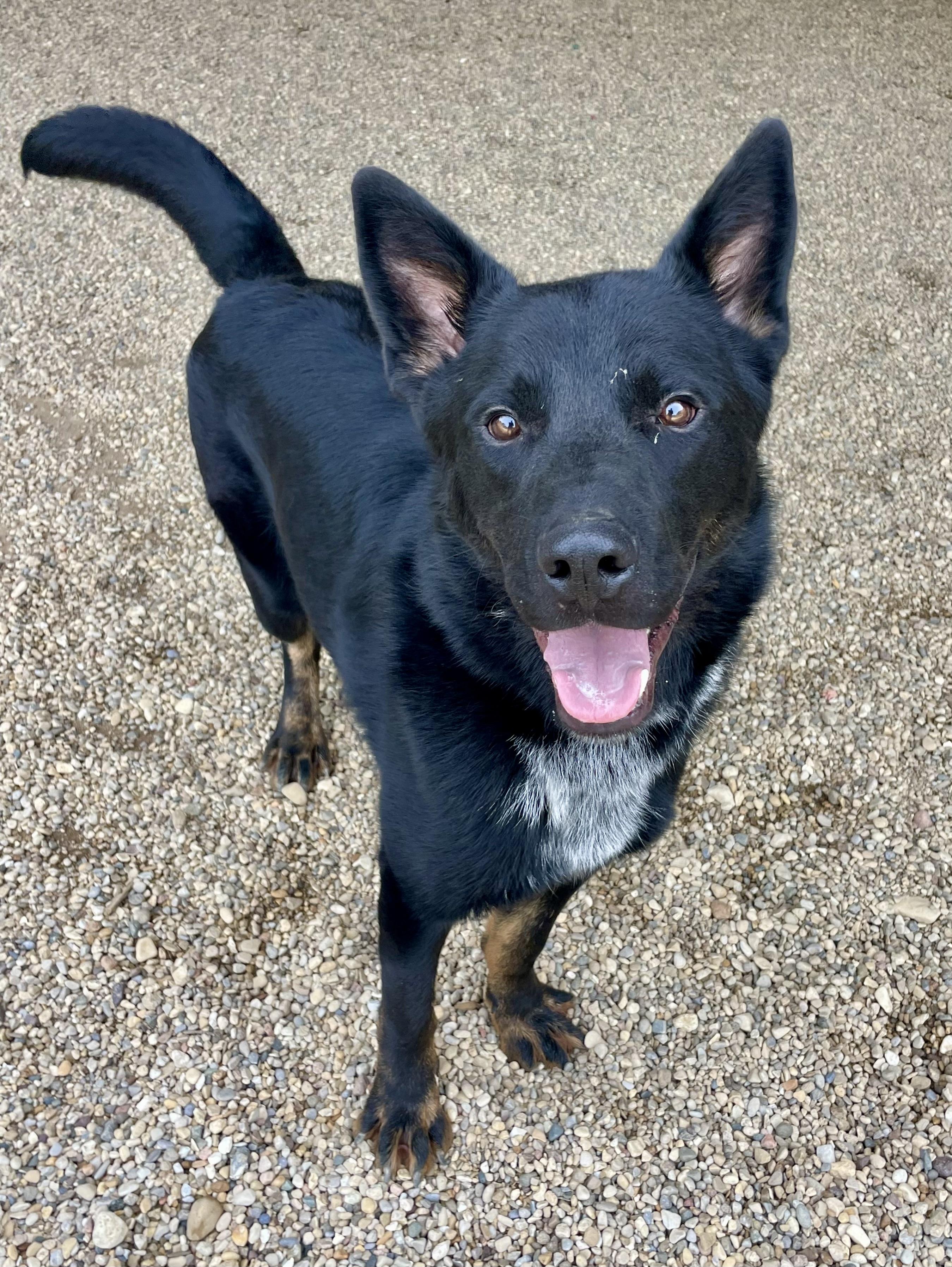 Available Dogs - The A.R.K - Animal Recycling Kennel