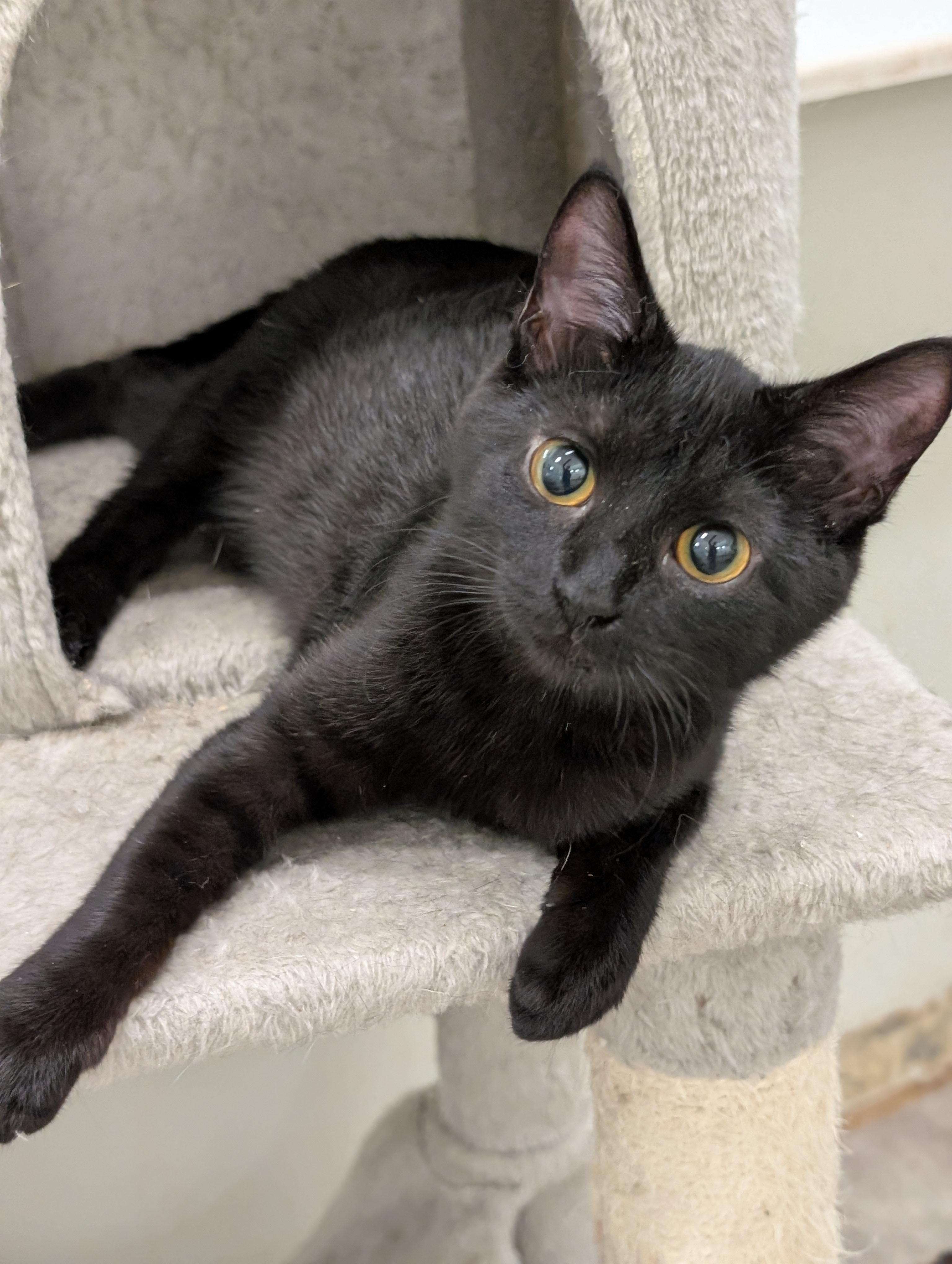 Cat for adoption - Julie, a Domestic Short Hair in Tilton, IL | Petfinder