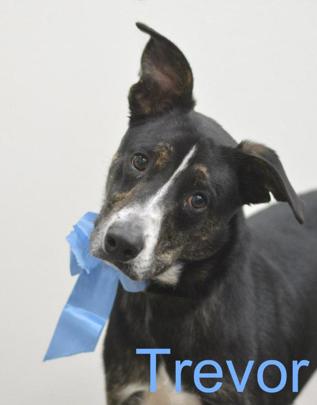 Dog for adoption - Trevor, a German Shepherd Dog & Labrador Retriever ...