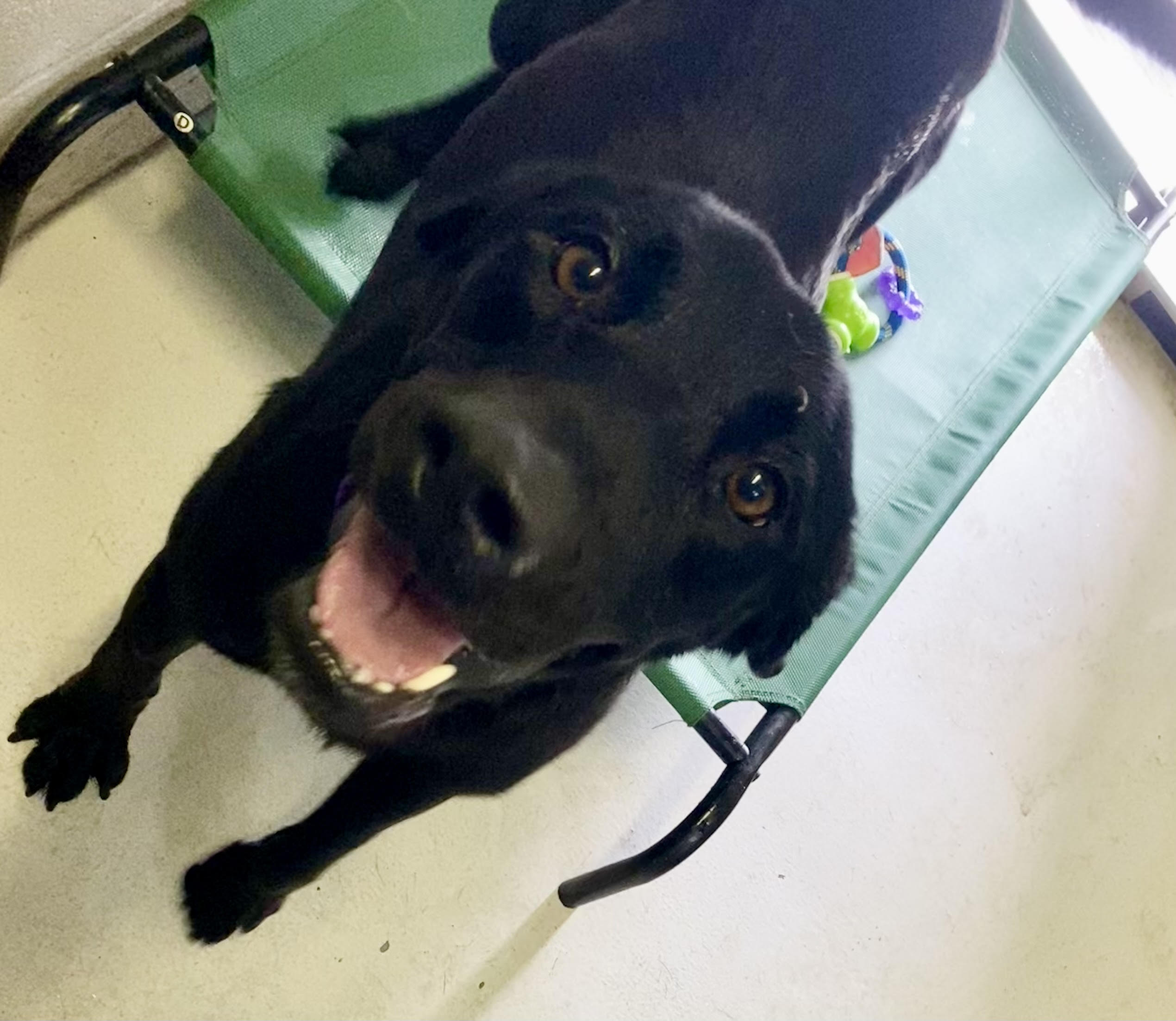 Dog for adoption - Hershey, a Black Labrador Retriever in Seguin, TX ...