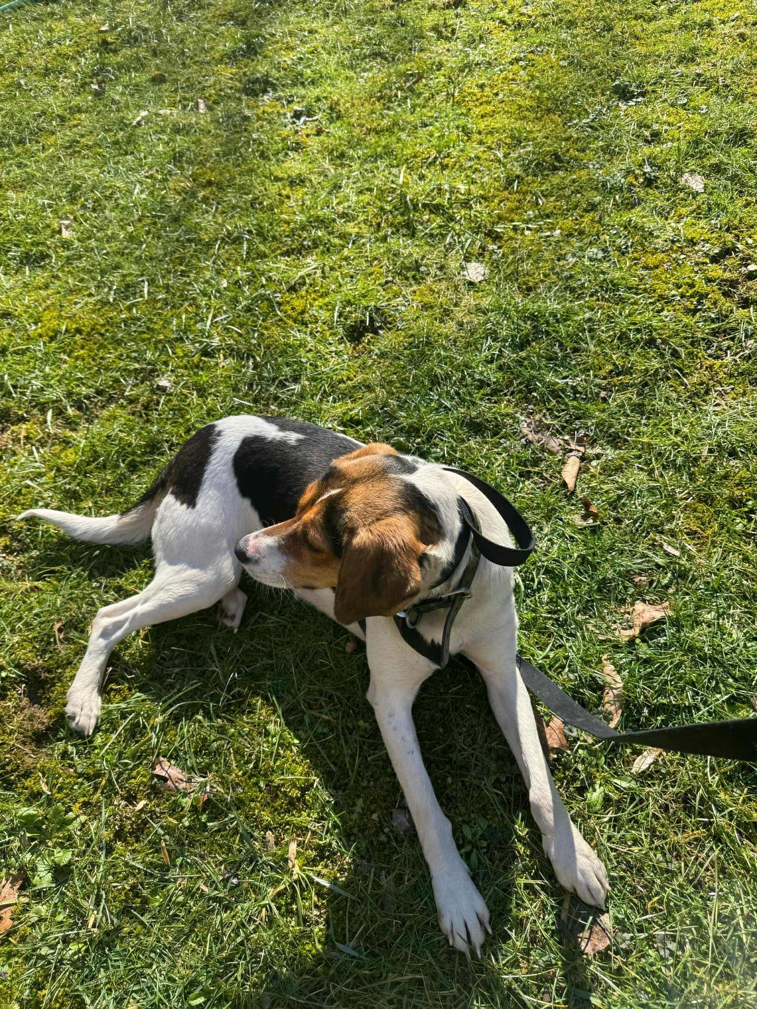 Dog for adoption - Lola (20251024-02), a Hound Mix in Niagara on the ...