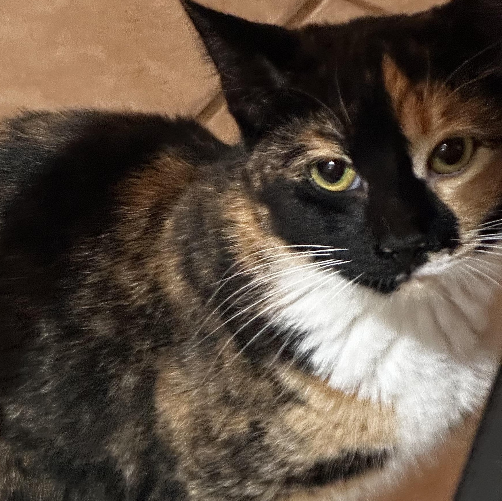 Cat for adoption - Cayenne, a Calico & Domestic Short Hair Mix in Lake ...
