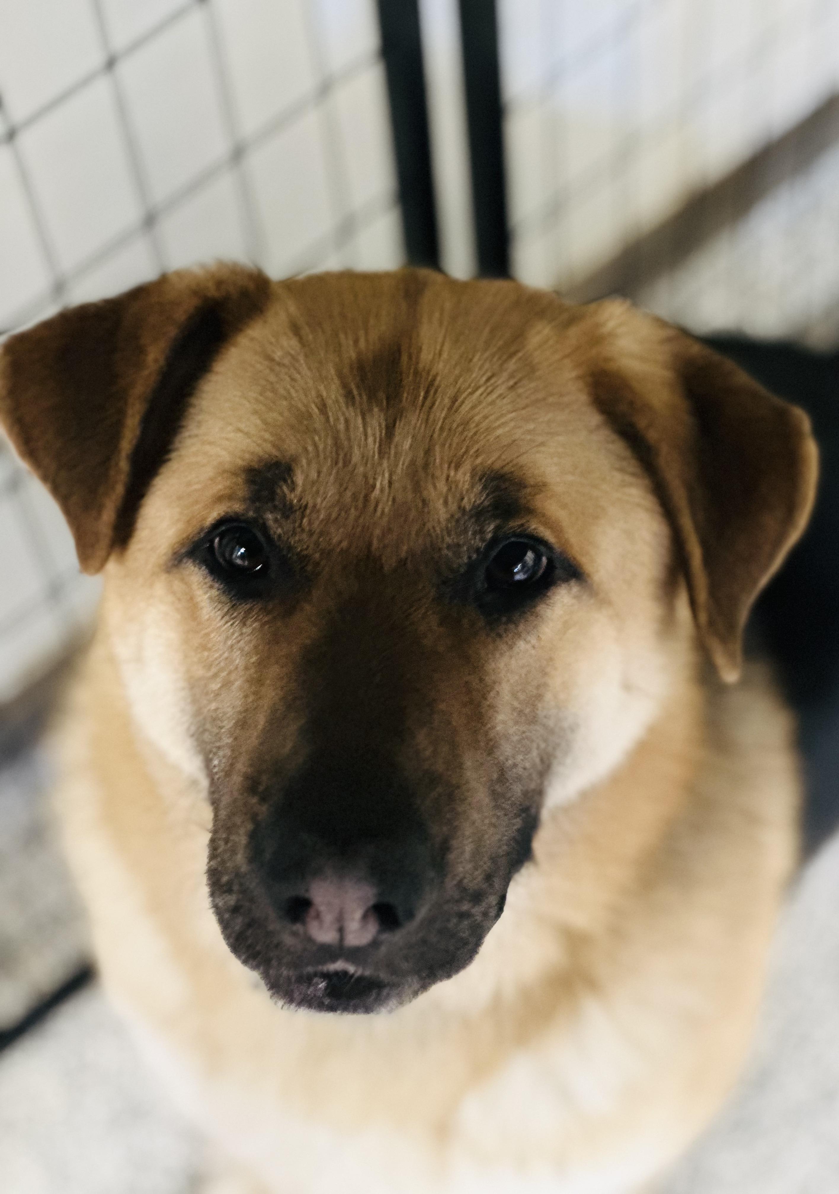 Dog for adoption - Bogey (in foster), a German Shepherd Dog in Hood ...