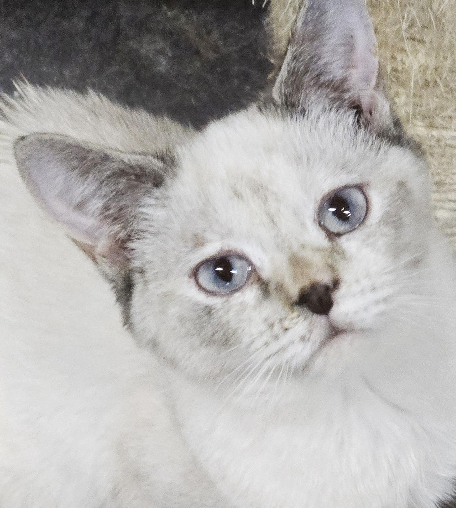 Cat for adoption - McKenna, a Siamese in Smithfield, NC | Petfinder