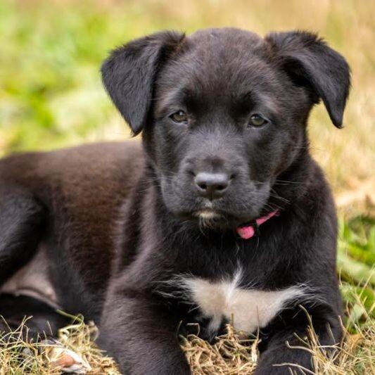 Dog for adoption - Aurora English, a Labrador Retriever & Pit Bull Terrier Mix in Montreal, QC ...