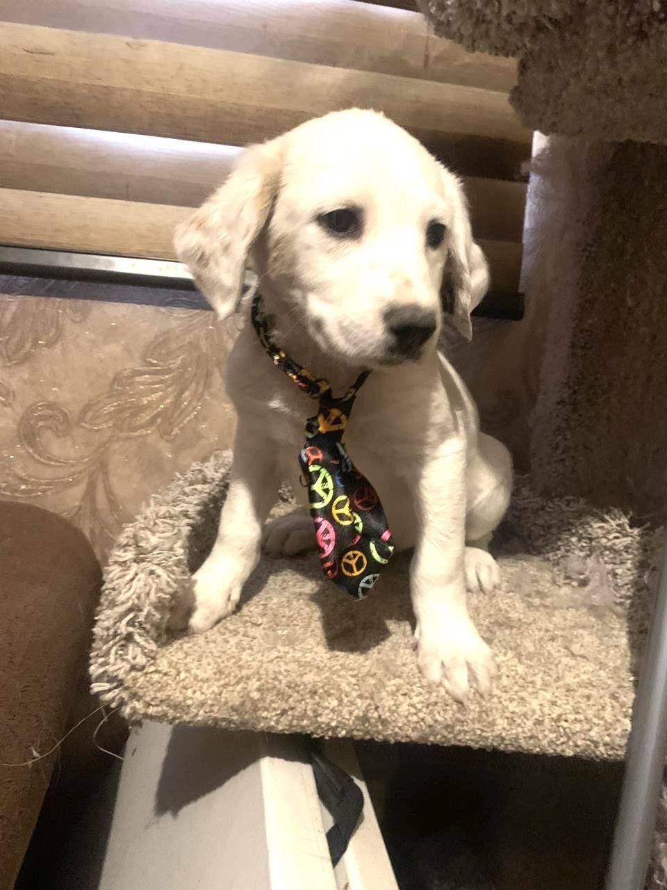 Dog for adoption - BRANDON, a Labrador Retriever in Nogales, SON ...