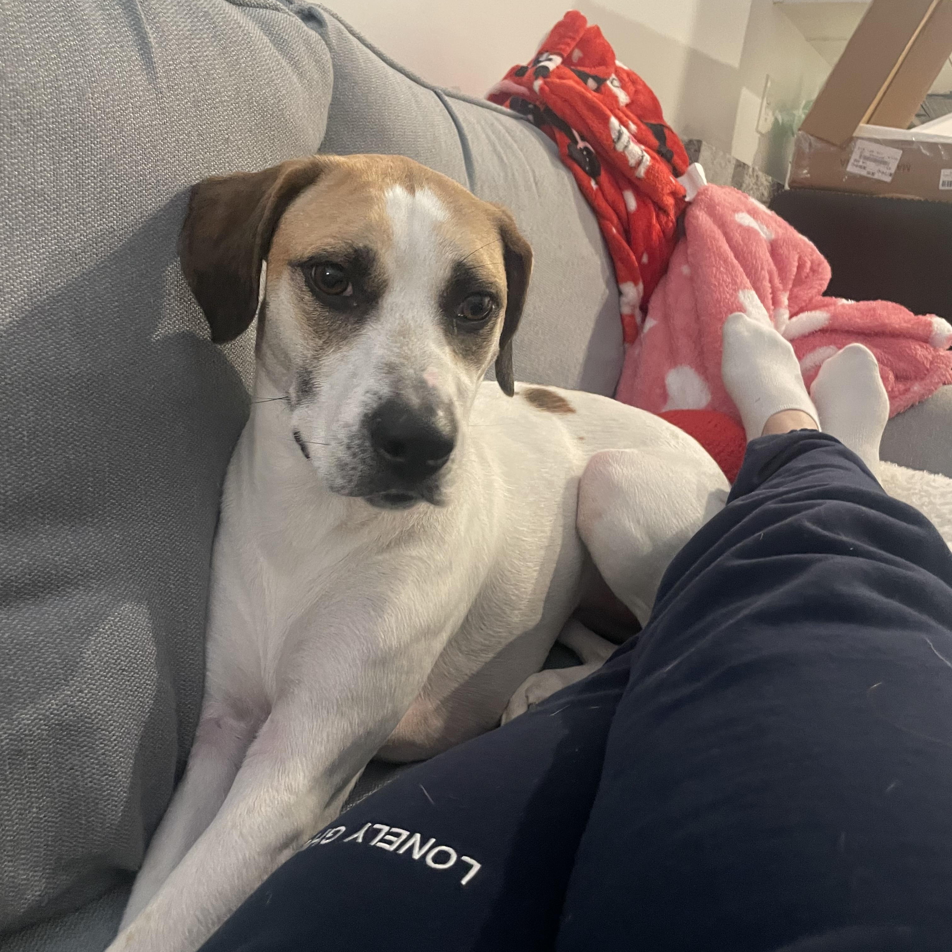 Dog for adoption - DAISY, a German Shorthaired Pointer in East Dover ...