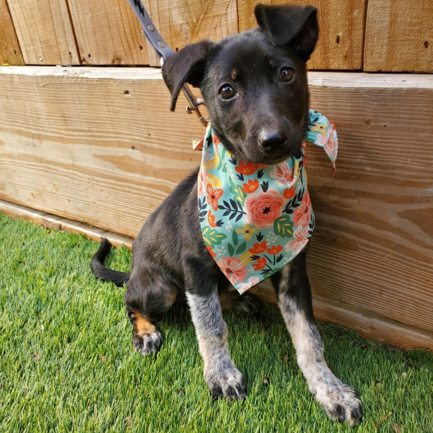 Dog for adoption - Daisy, a Shepherd Mix in Sheridan, CO | Petfinder