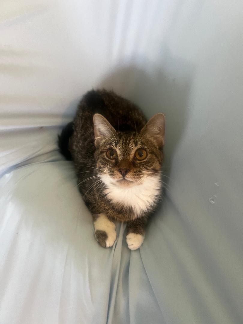 Cat for adoption - Flower, a Domestic Short Hair in Nashua, NH | Petfinder