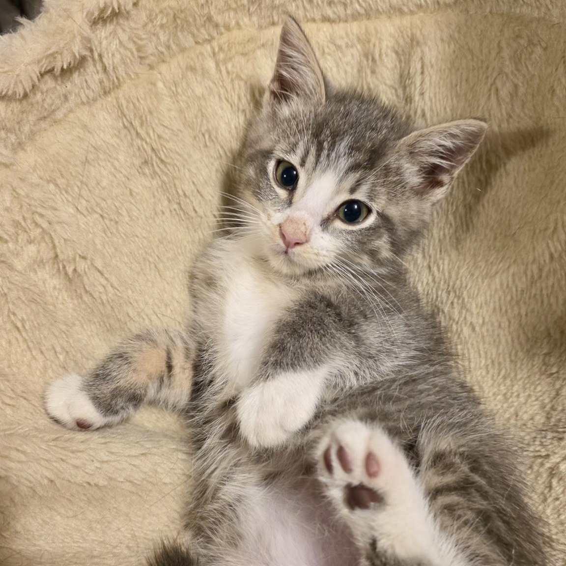 Available Cats and Kittens – Purring Hearts VA
