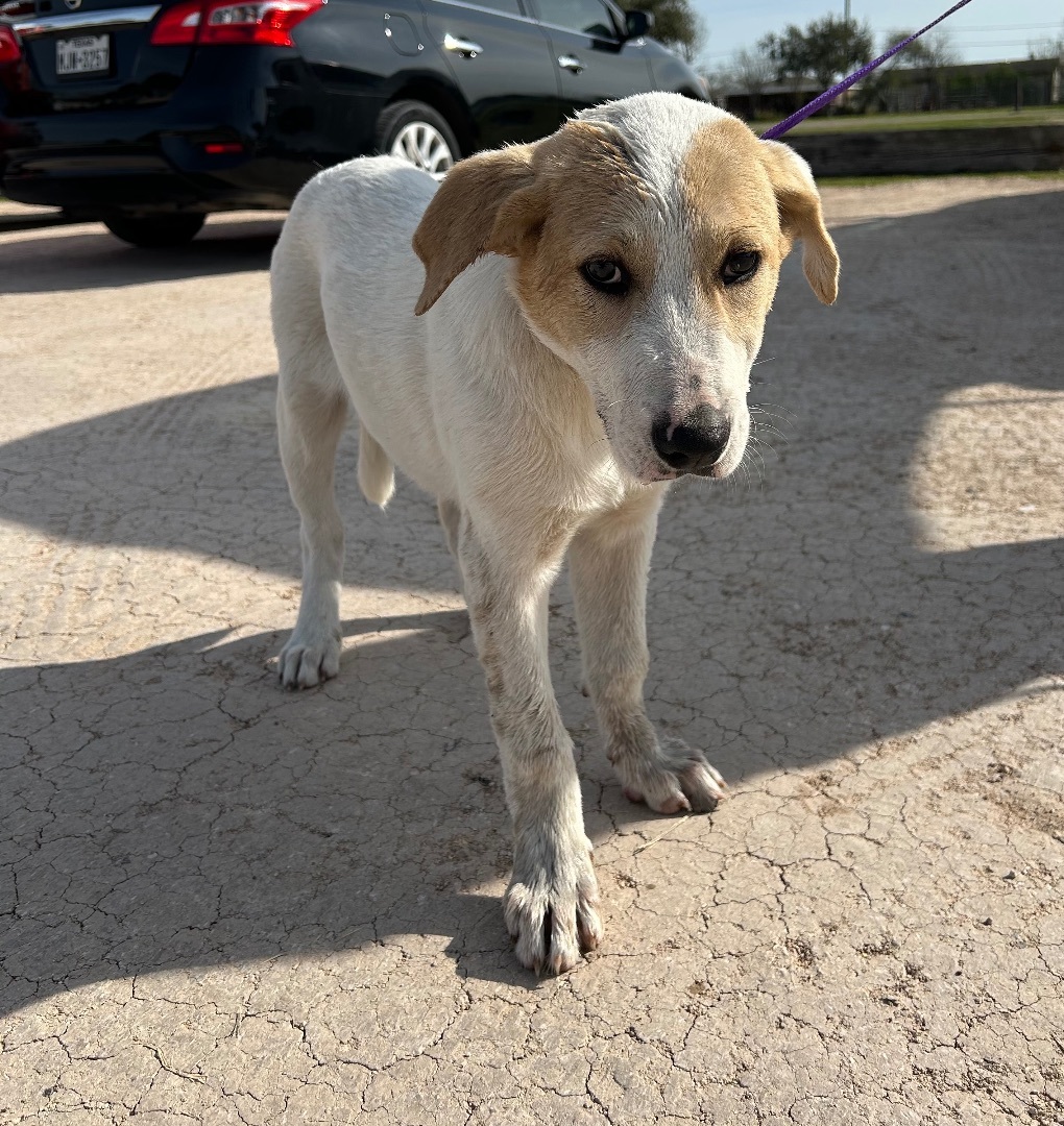 Dog for adoption - Rusty, a Labrador Retriever Mix in Pittsburgh, PA ...