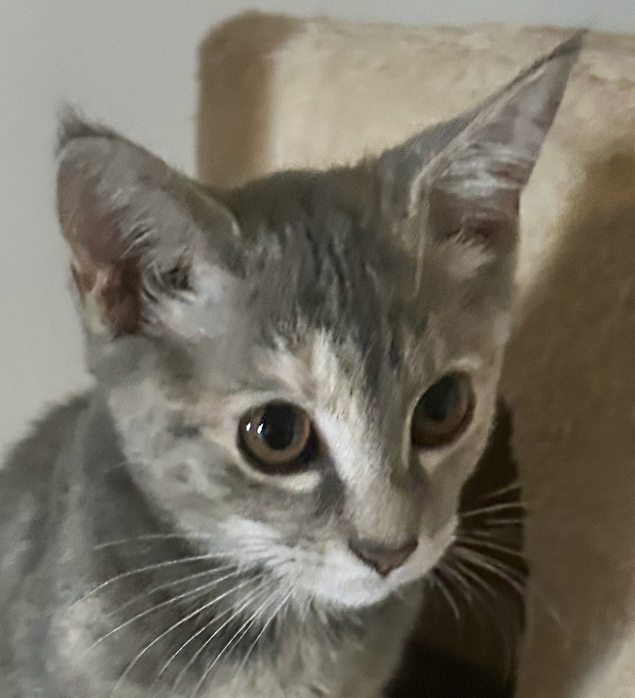 Available Cats and Kittens - Johnston County Animal Protection League ...