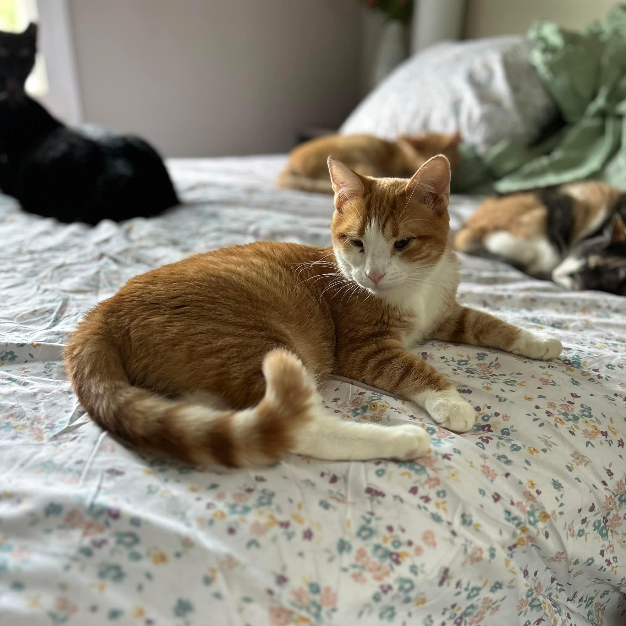 Cat for adoption - Nikko, a Domestic Short Hair in Newark, NJ | Petfinder