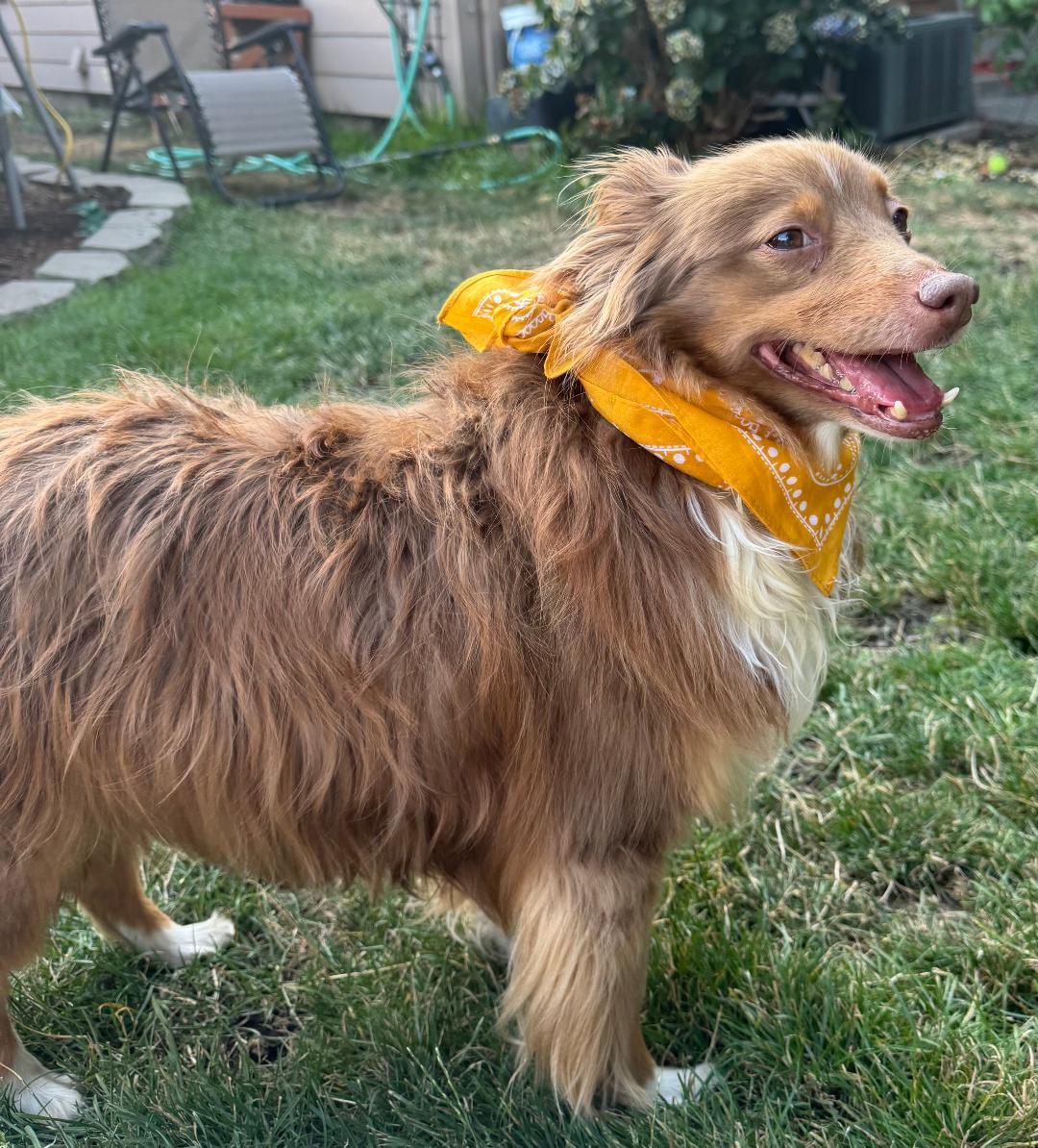 Dog for adoption - Lizzie--Courtesy post, an Australian Shepherd in ...