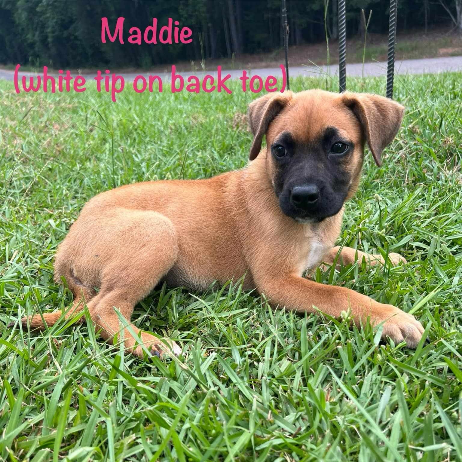 Dog for adoption - Maddie, a Boxer & Terrier Mix in Westboro, MA ...