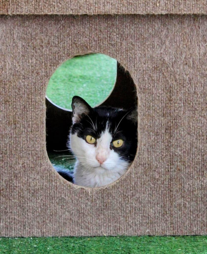 Cat for adoption - Silverio, an American Shorthair in San Jose, CA ...