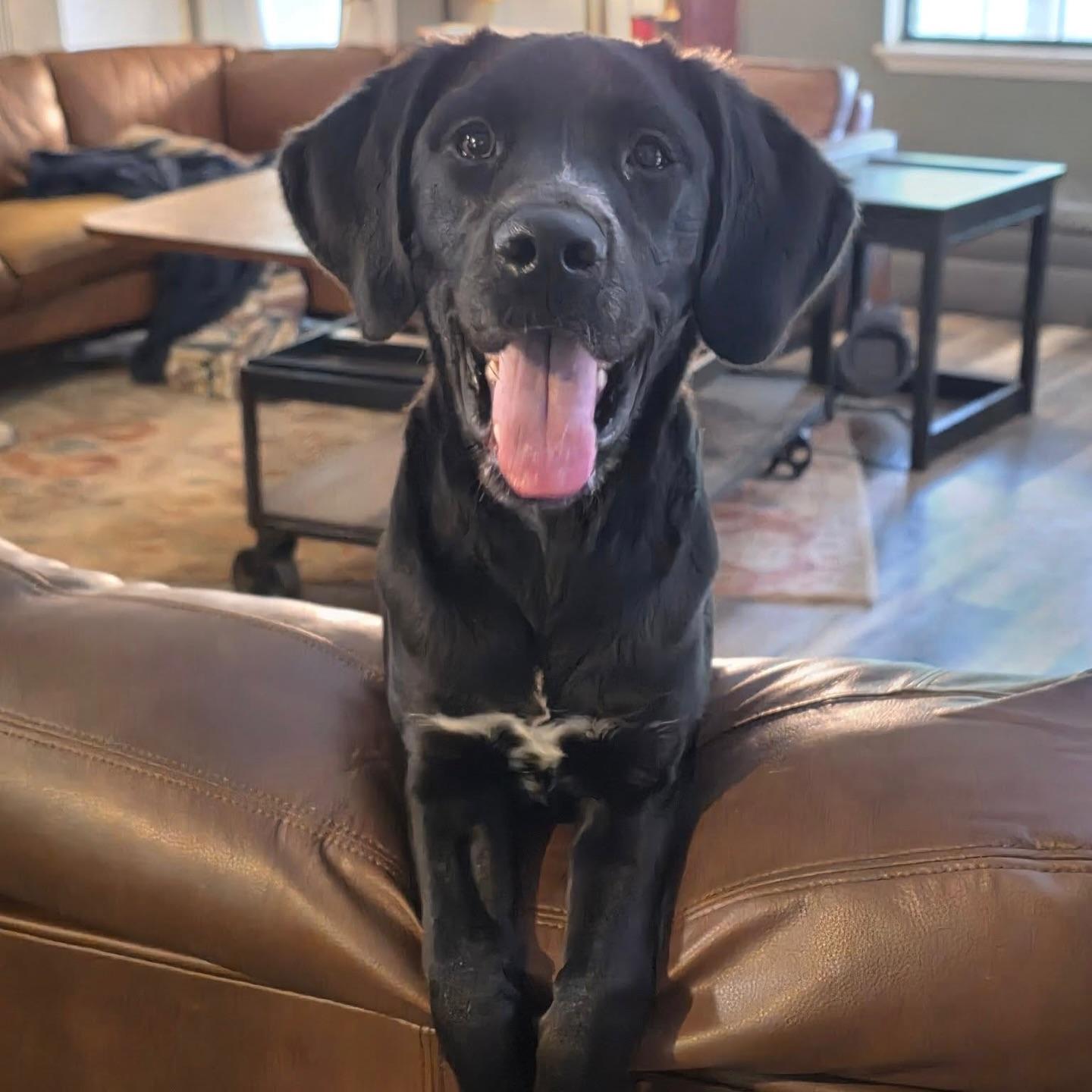 Dog for adoption - Maddie, a Labrador Retriever Mix in Hopkinton, MA ...