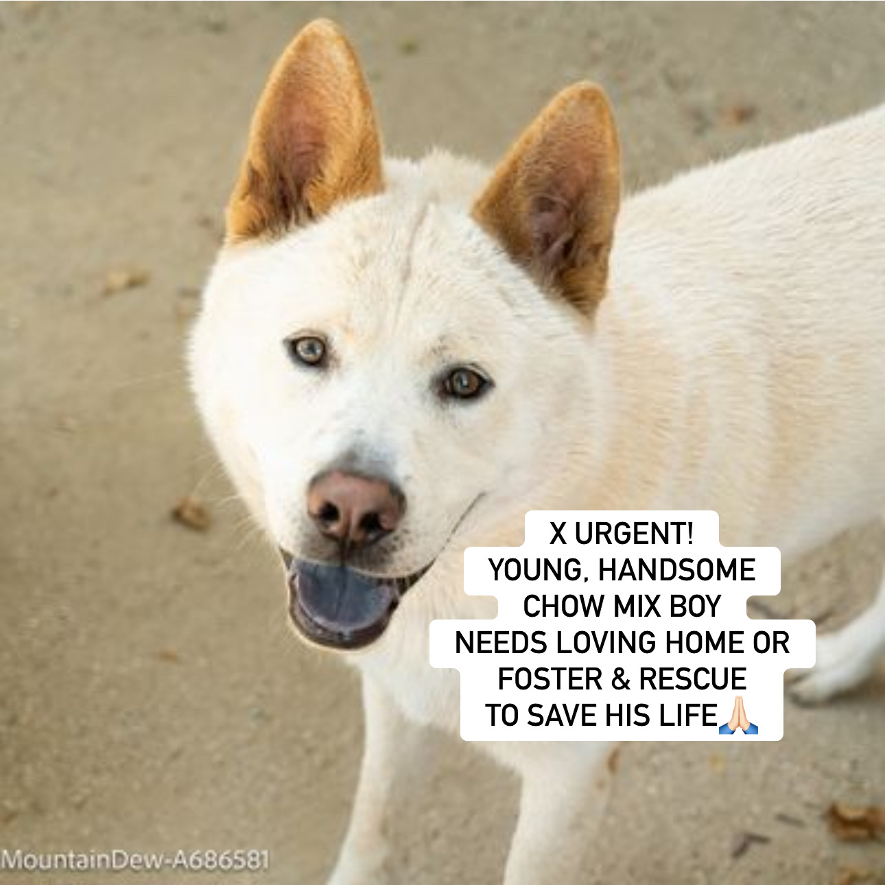 Dog for adoption - MOUNTAIN DEW, a Chow Chow & German Shepherd Dog Mix ...