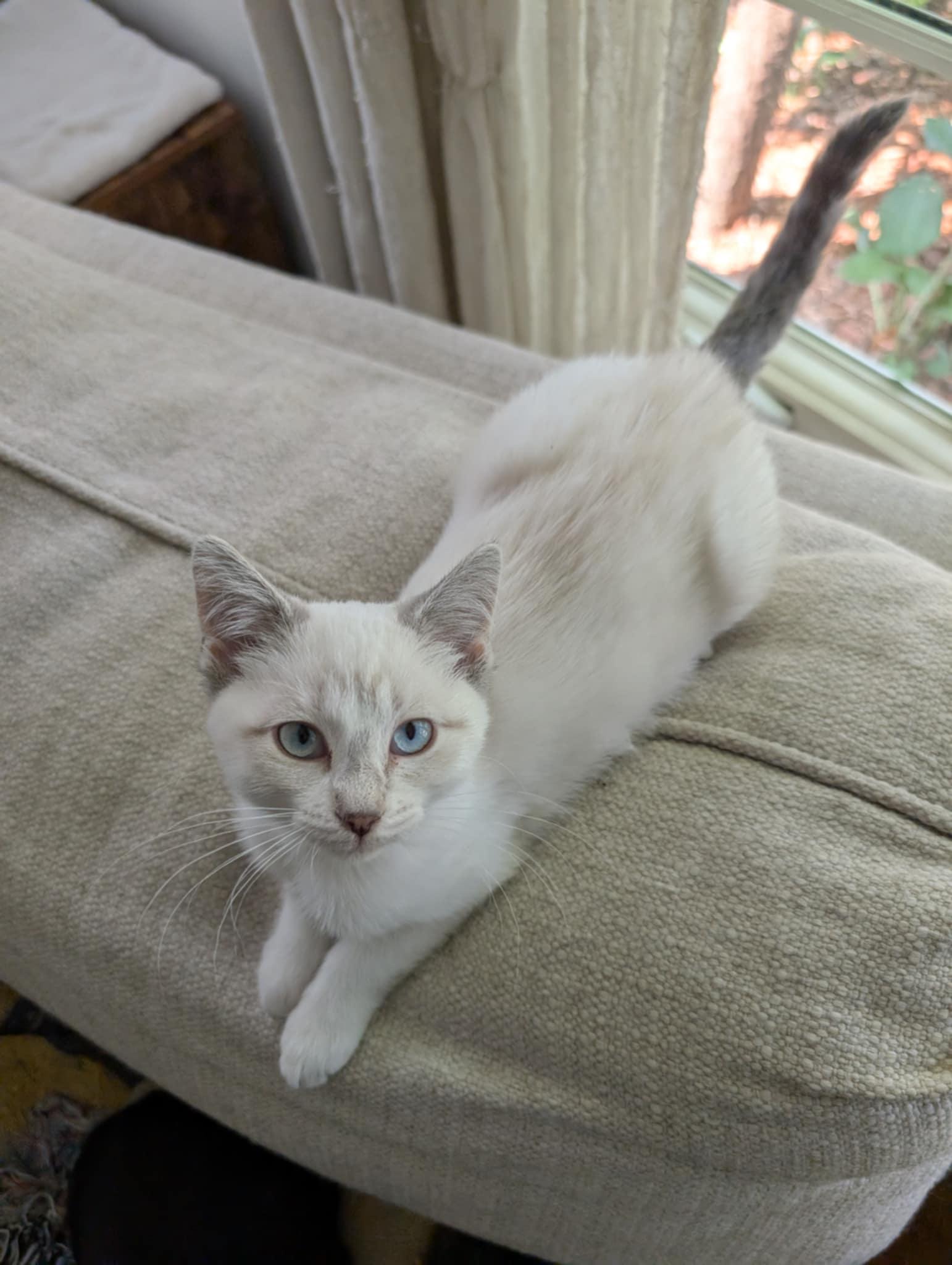 Cat for adoption - Pishi, a Siamese in Overland Park, KS | Petfinder